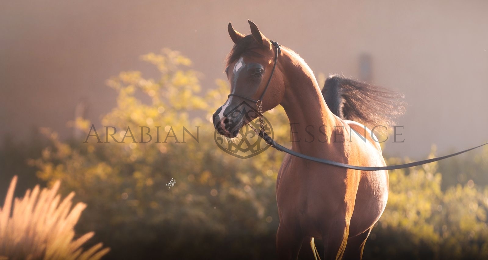 YH GHARAM | Al Maha International Arabian Horse Show 2025 | Events ...