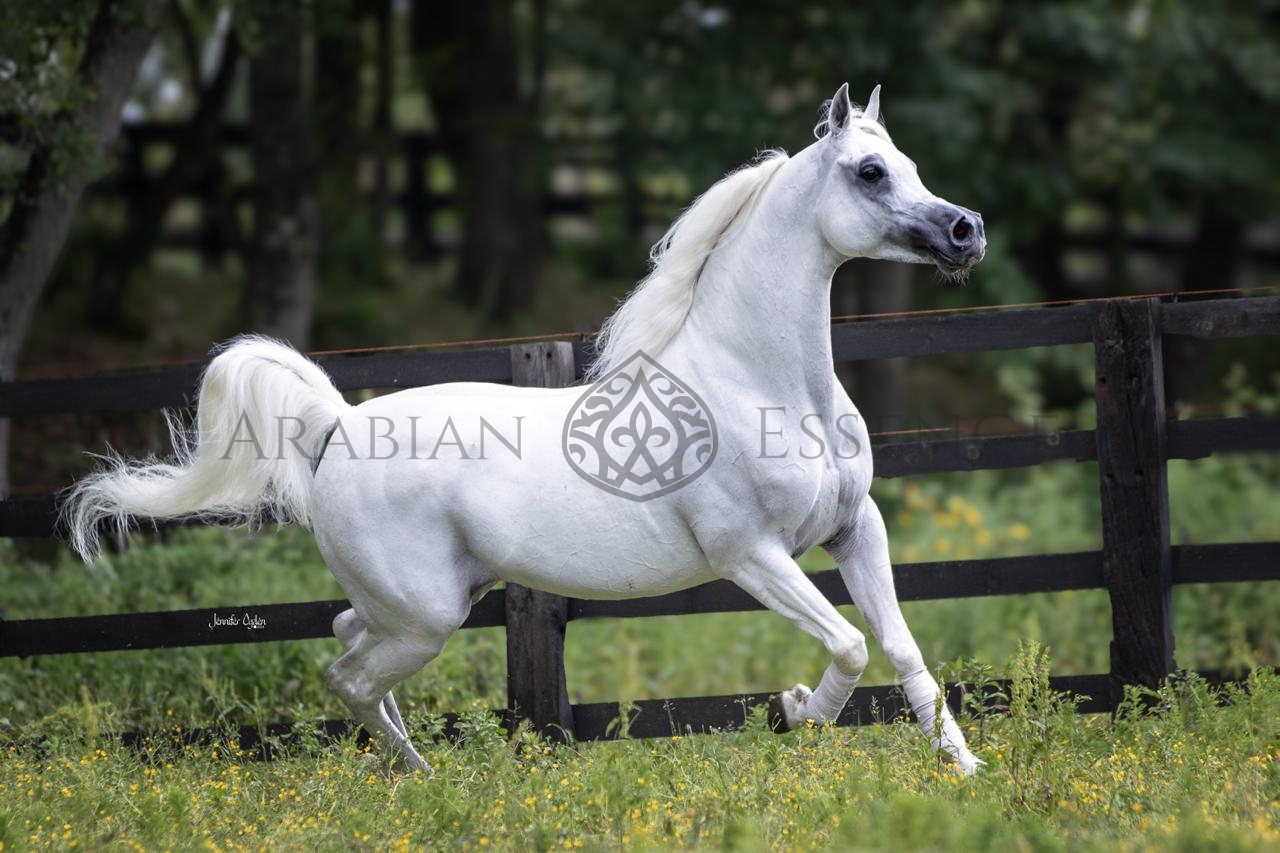HILAL AL WAAB | KIAHF 2024 - Arabian Peninsula Horse Show | Events ...