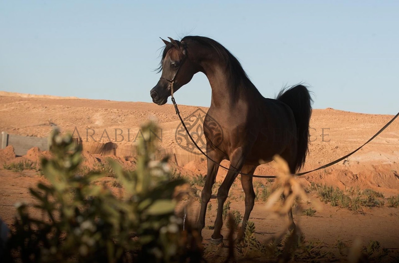 GHAZALAT AL MOHAMADIA | Red Sea International Arabian Horse Show 2025 ...