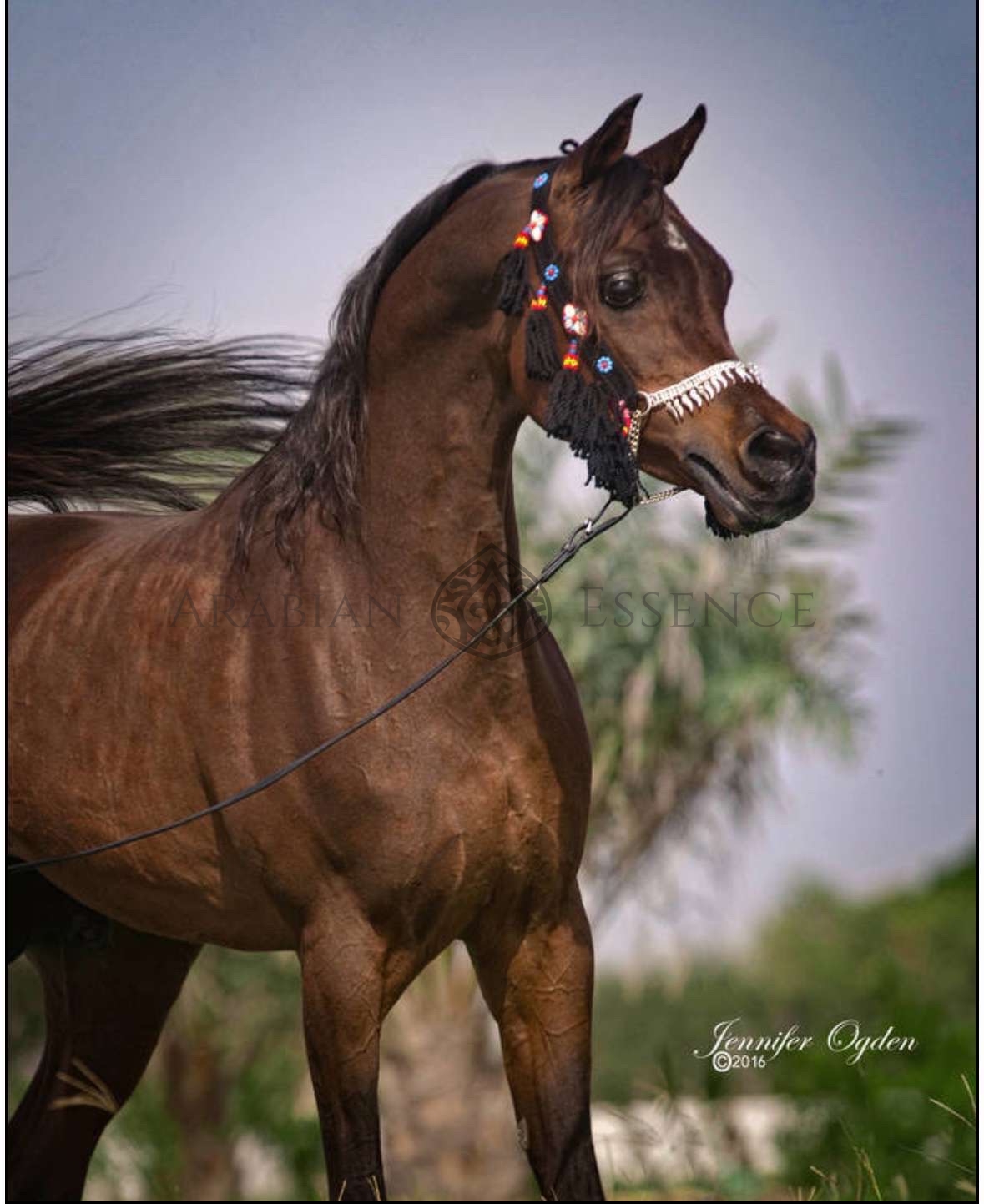 ALZEER AL RAYYAN | 2nd Al Rayyan National Peninsula AHS 2025 | Events ...