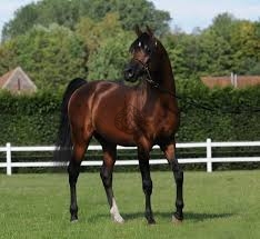 PSYTADEL | 43rd Polish National Arabian Horse Show | Events | Arabian ...