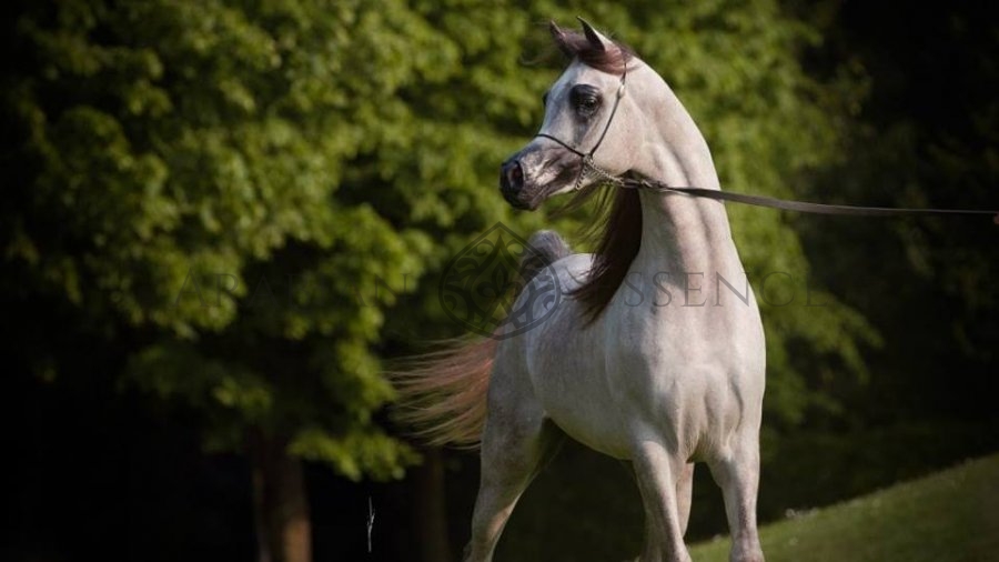 ALEXXANDERR | The Saudi National Championships 2025 | Events | Arabian ...