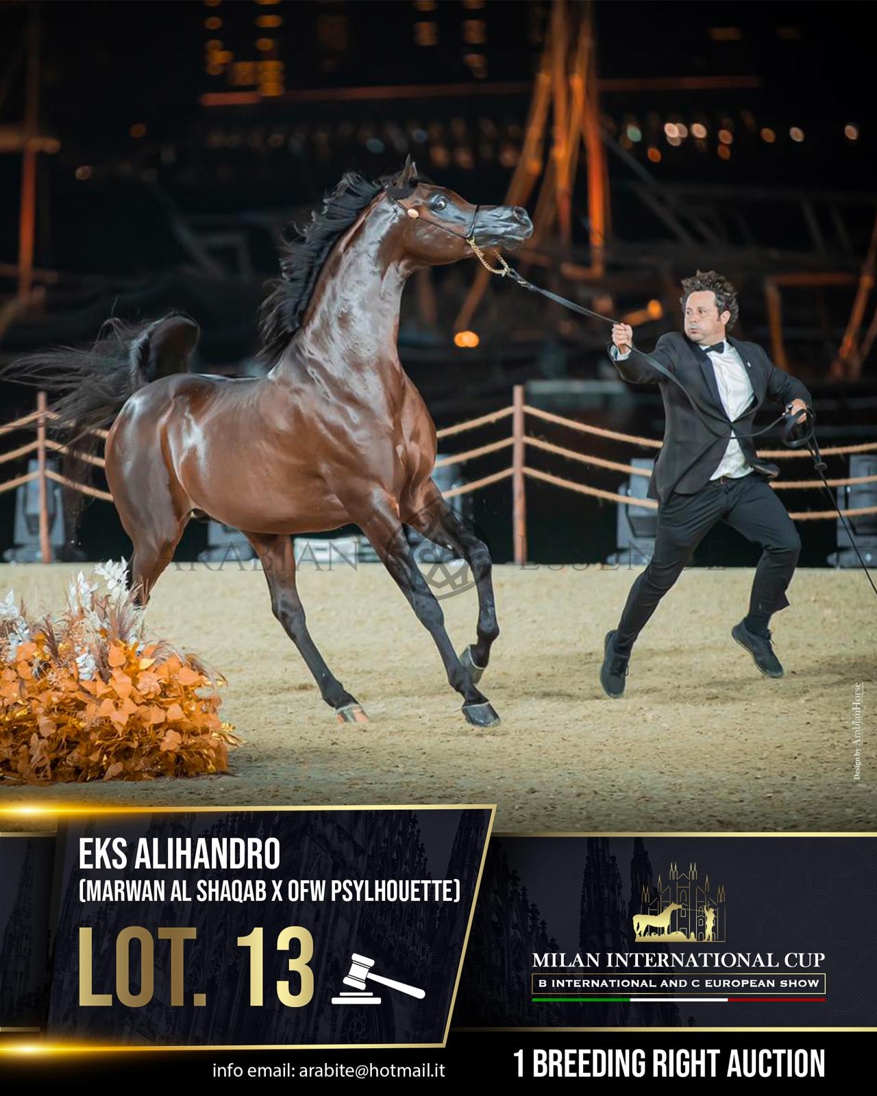 LOT 13 - EKS ALIHANDRO BREEDING RIGHT | Arabian Essence TV