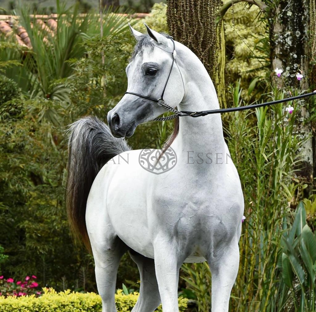 TS CAYMUS ARABCO | Brazilian National Arabian Horse Show 2025 | Events ...