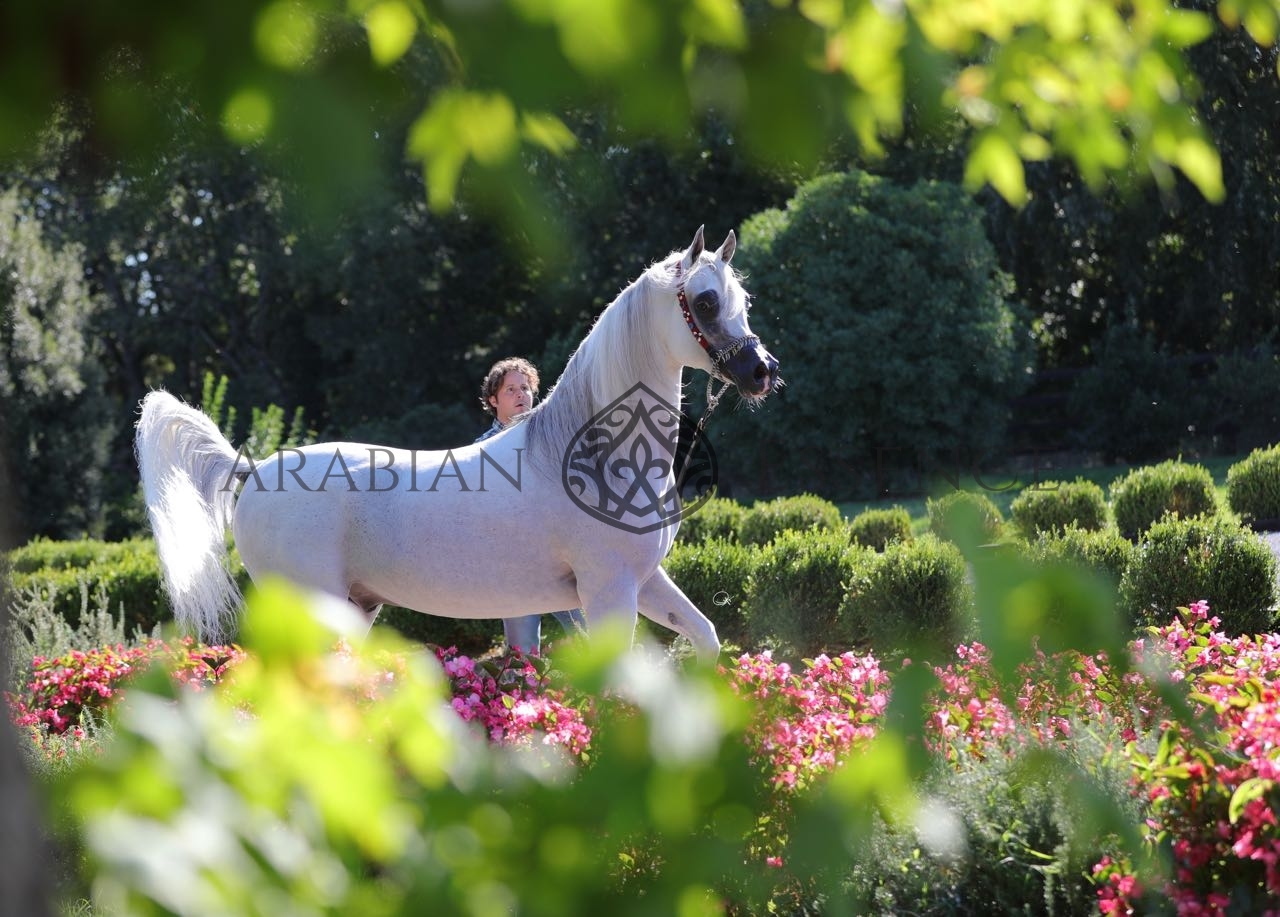 AL RAHEEB AA | Arabian Essence TV