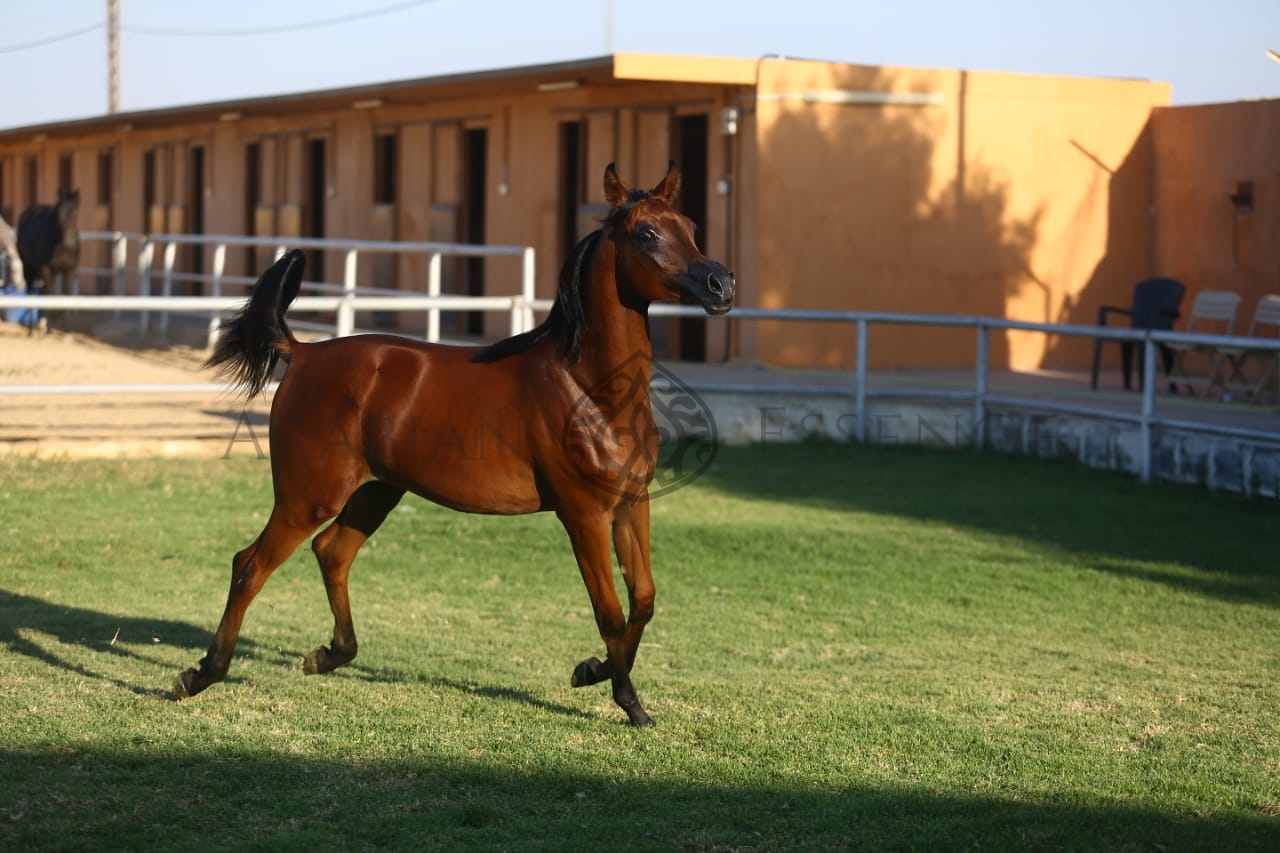 FATHET KHEIR FN | Arabian Essence TV