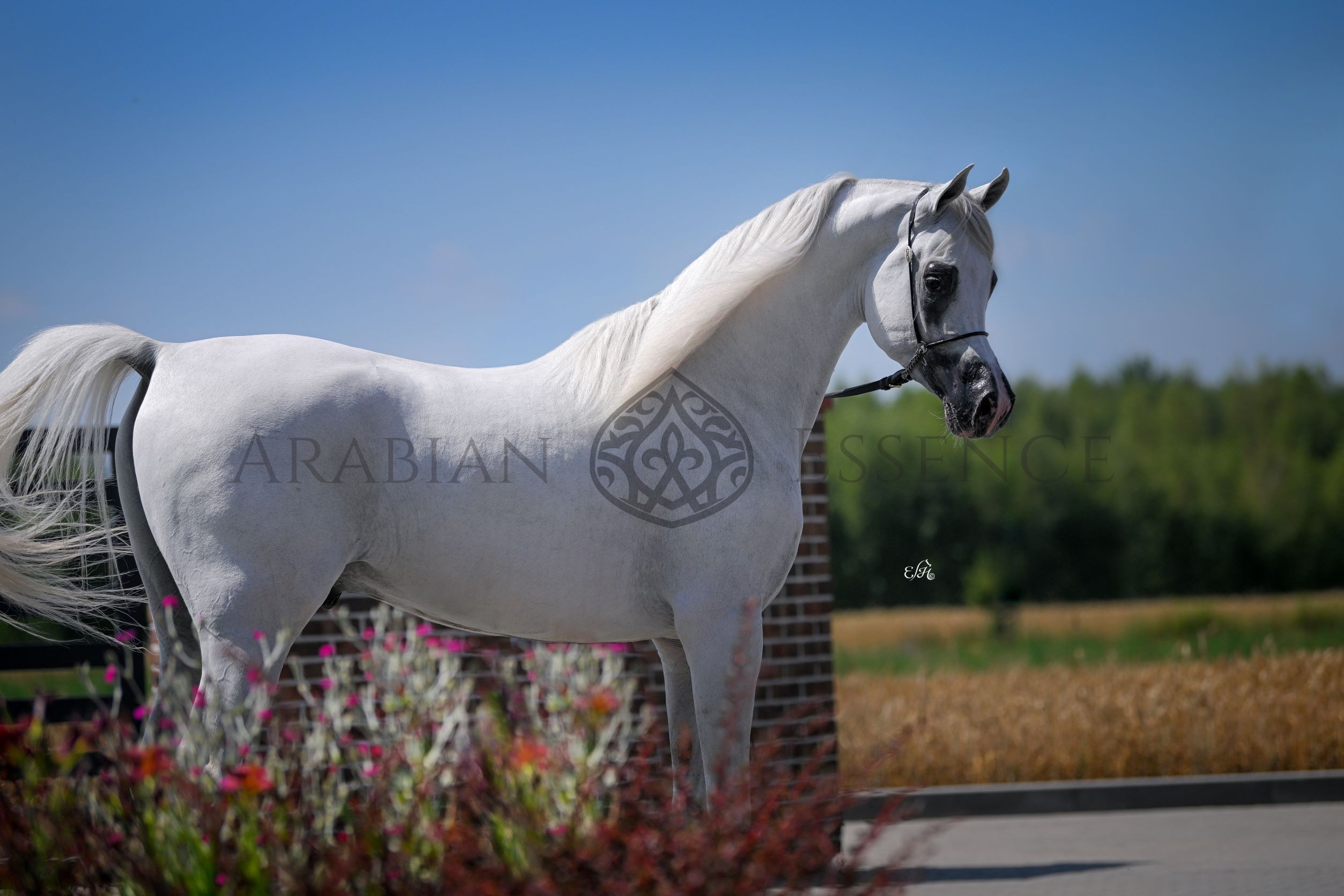 LYRIC EA | All Polish AHC 2025 - International Show | Events | Arabian ...