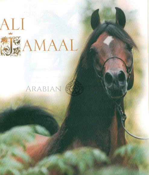 ALI JAMAAL | Arabian Essence TV
