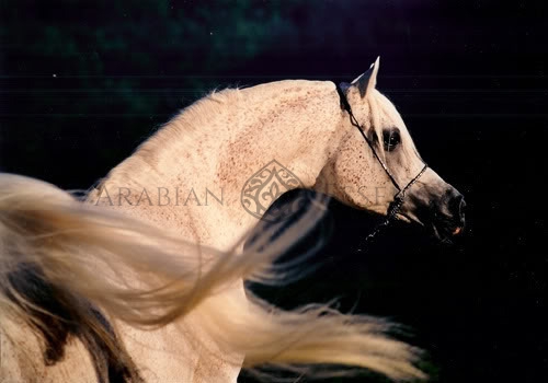 EL SHAKLAN | Arabian Essence TV