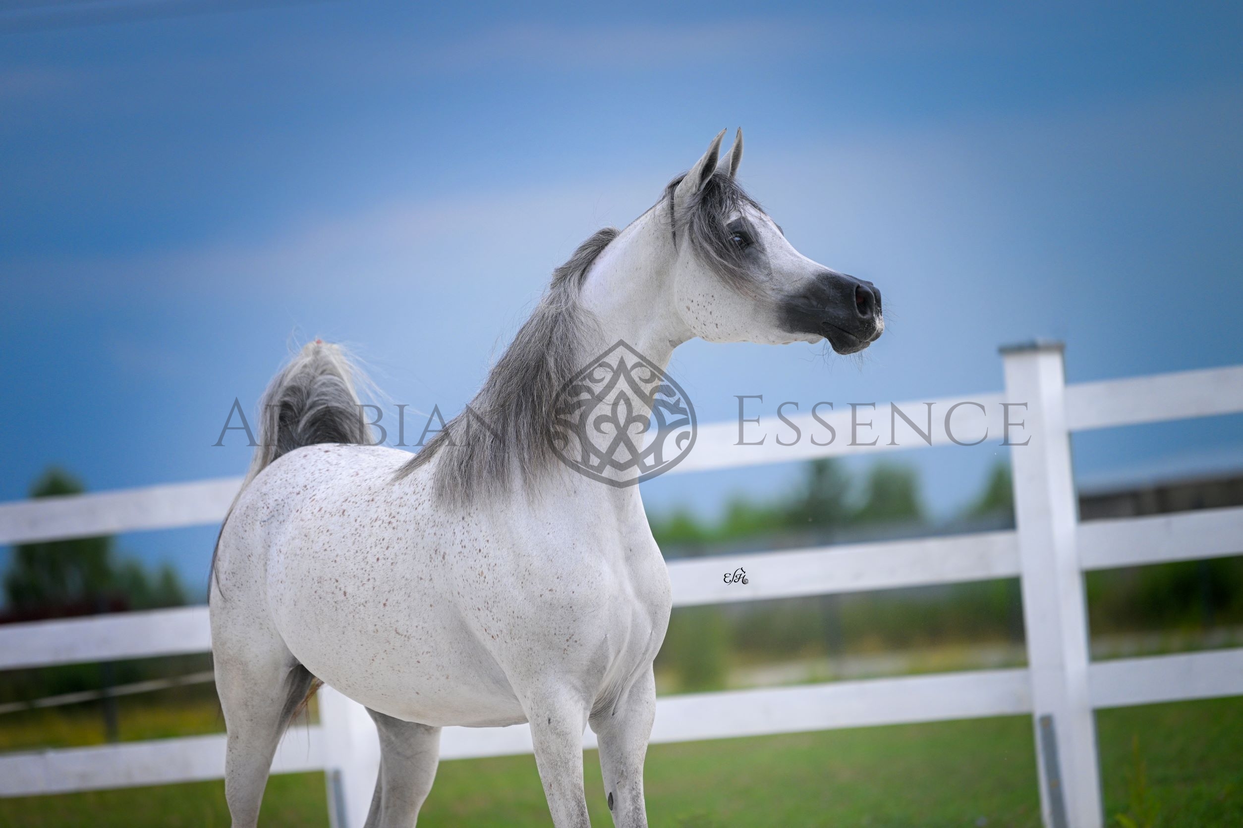 OPHRAH | Arabian Essence TV