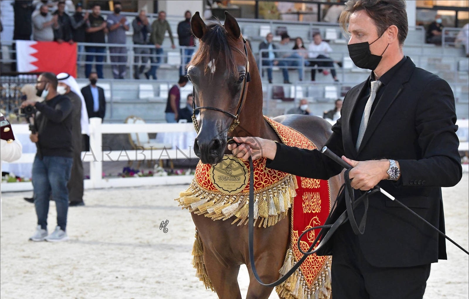 JS TROY | Ramadan Arabian Horse Championship (ABU DHABI) 2025 | Events ...