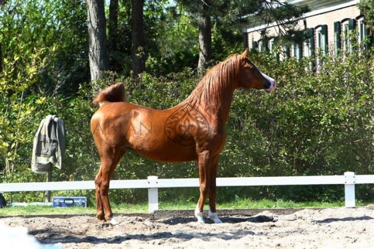 KUBINEC | Arabian Essence TV