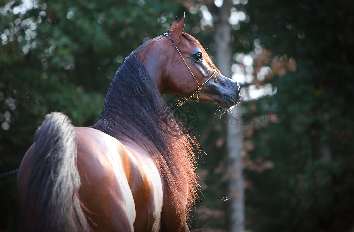 FADI AL SHAQAB | Al Shaqab International Arabian Horse Show 2025 ...