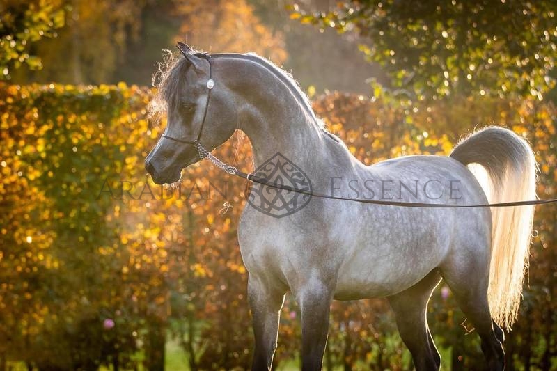 EKS FARAJJ | 10th Arabian Horse Show for local Breeders in Saudi Arabia ...