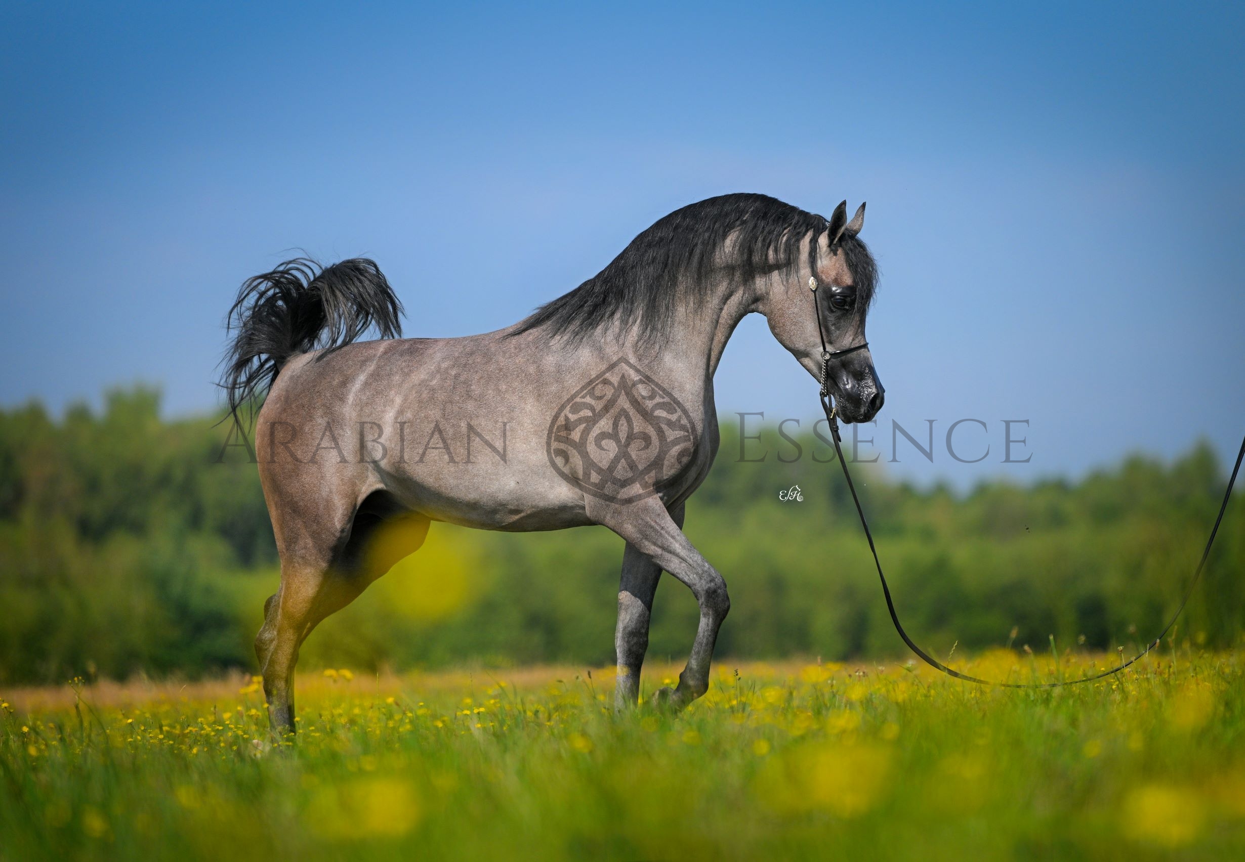 ELON KL | ECAHO European Championship 2025 | Events | Arabian Essence TV