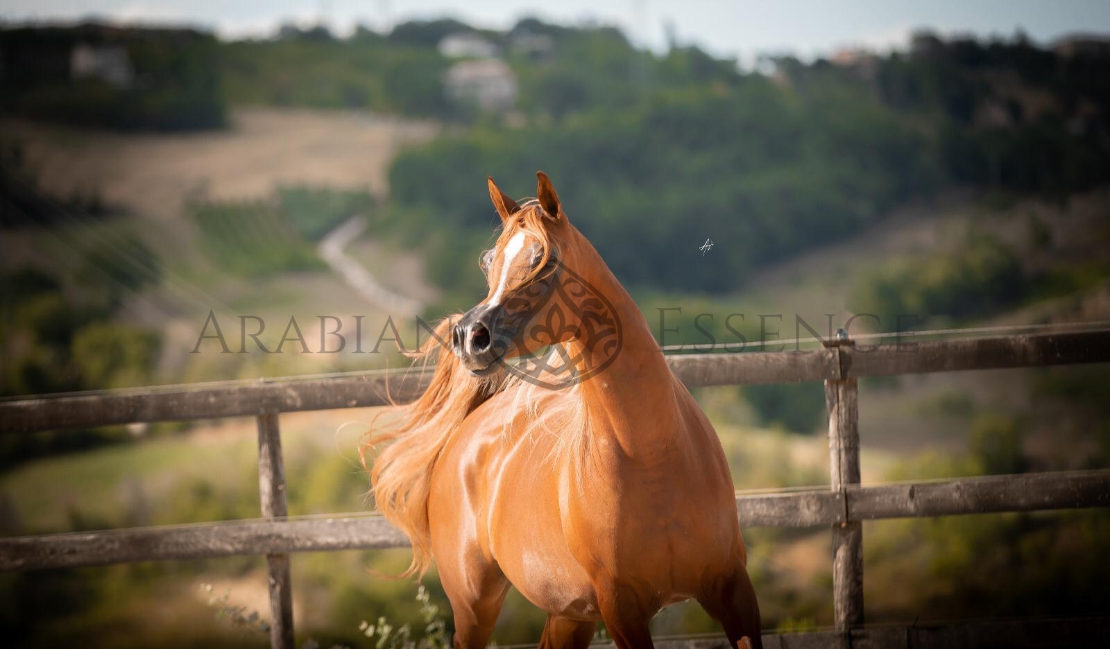 SVA VERAE | Arabian Essence TV