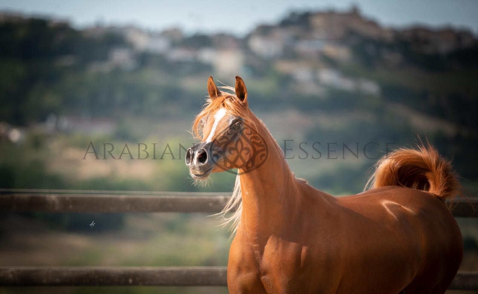 SVA VERAE | Arabian Essence TV