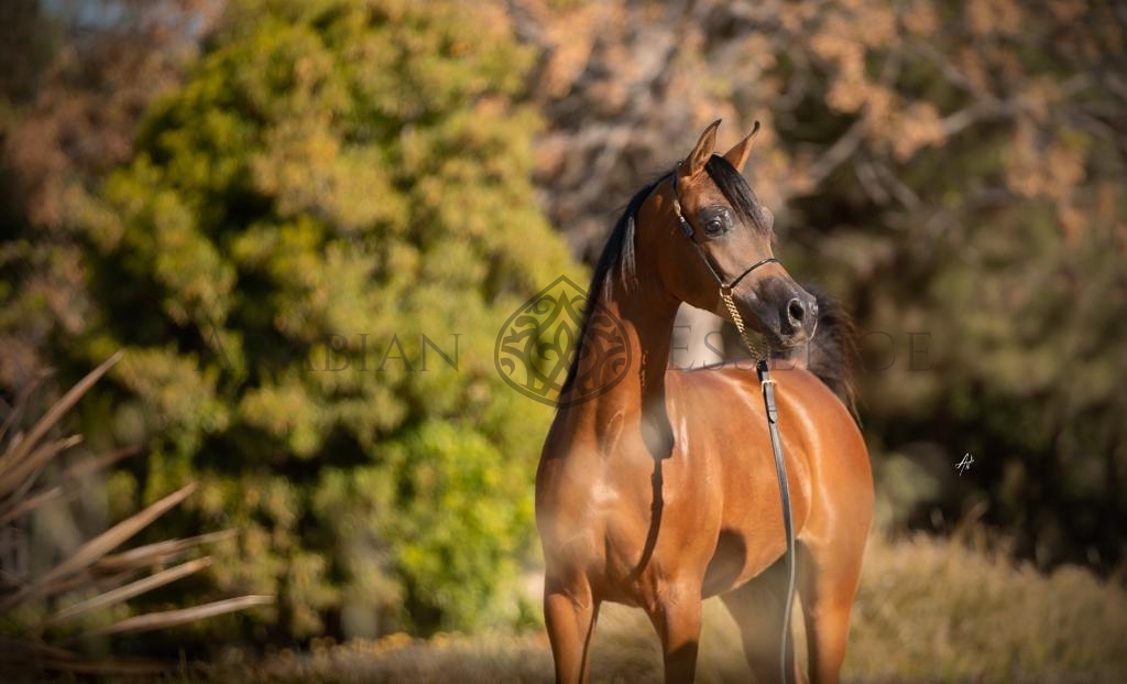 LAKHAN AL ZUBI | Baghdad National Arabian Horse Championship | Events ...