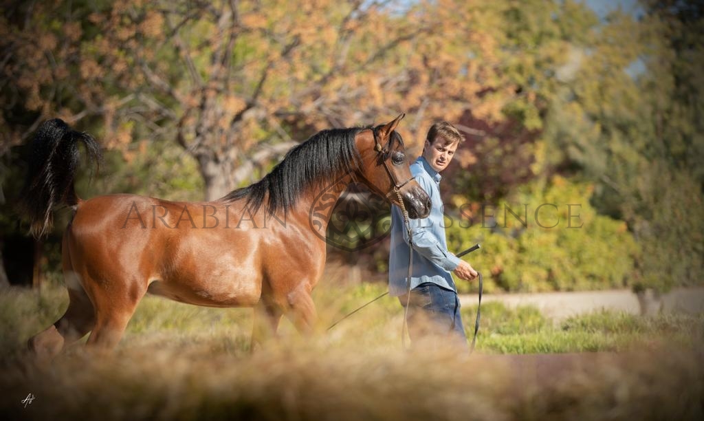 LAKHAN AL ZUBI | Baghdad National Arabian Horse Championship | Events ...