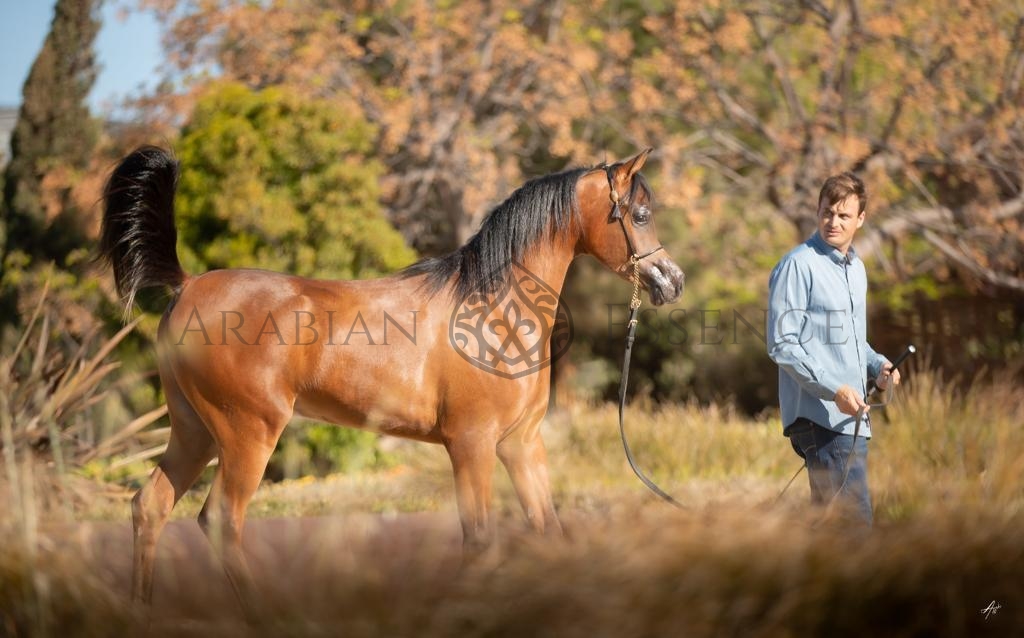 LAKHAN AL ZUBI | Baghdad National Arabian Horse Championship | Events ...