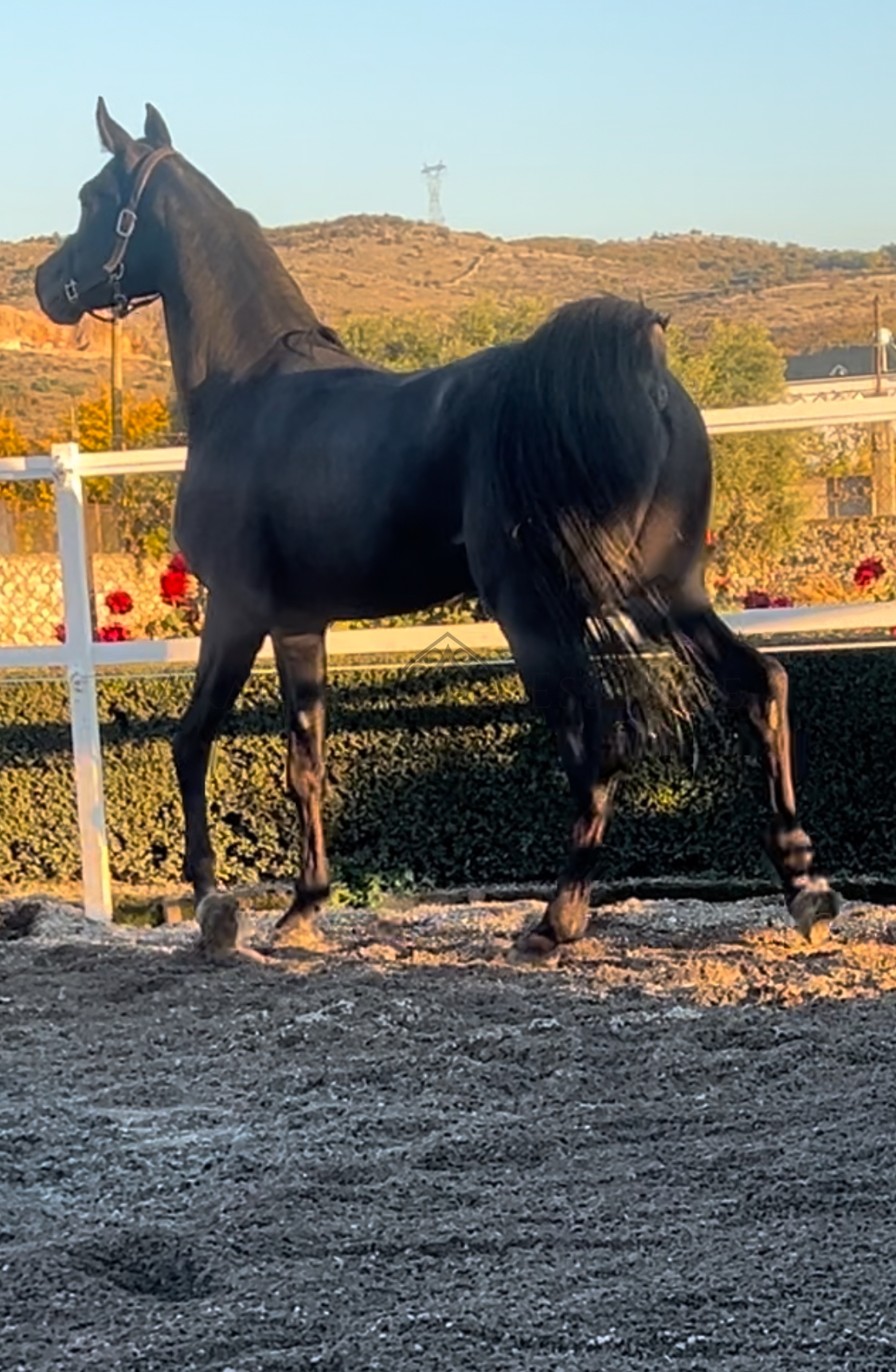 RK RAHEEB SHAZIN | Arabian Essence TV