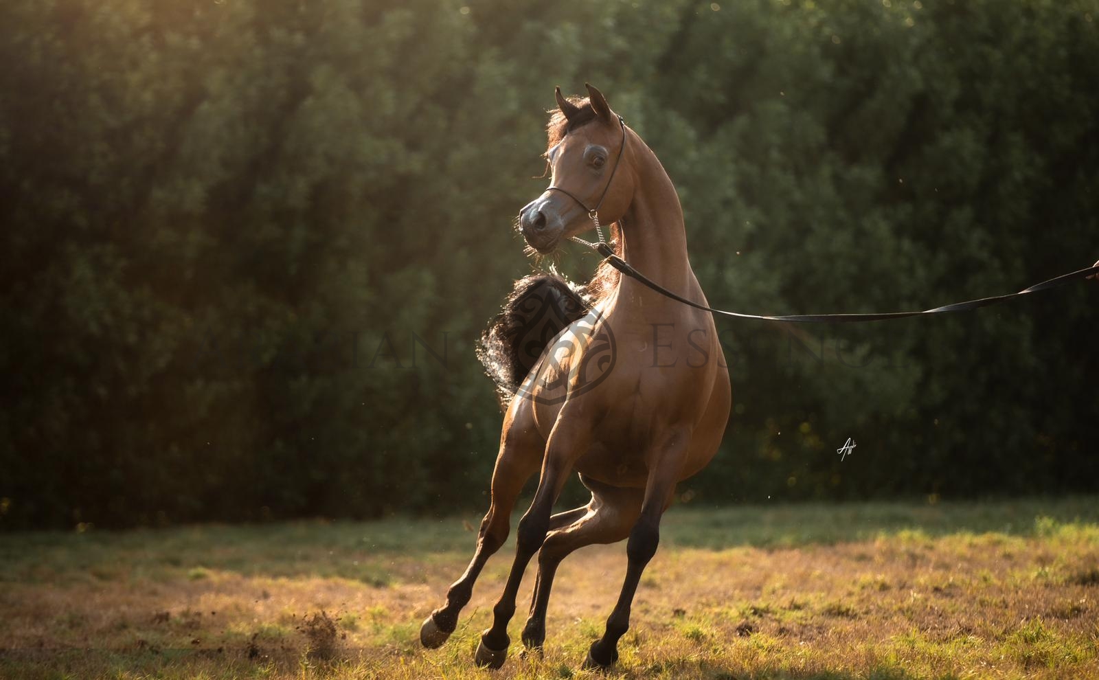 HOOR ARKAN | ERAB Arabian Horse International Show 2024 | Events ...