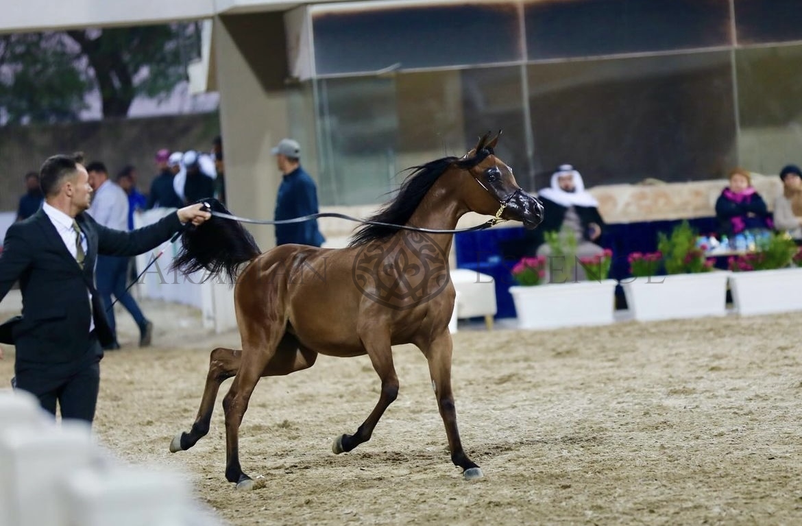 HOOR ARKAN | ERAB Arabian Horse International Show 2024 | Events ...
