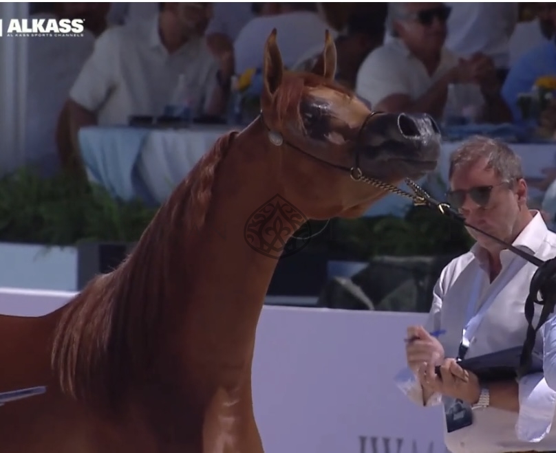 ALIHANDRA | Arabian Dream 2024 - International Festival | Events ...