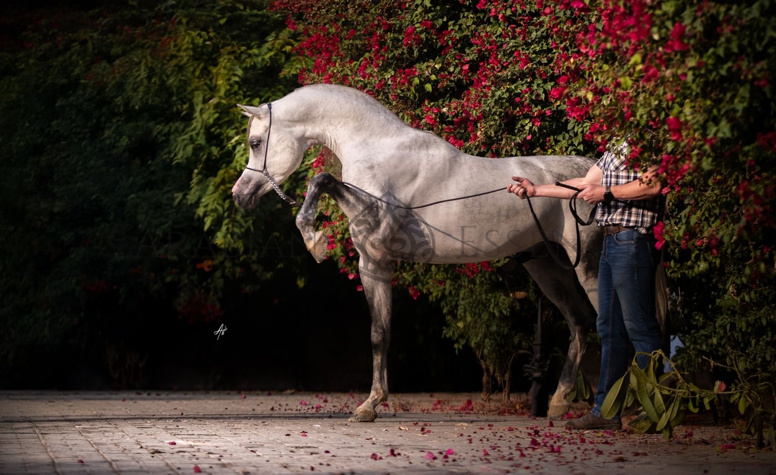 MUMAYYAZ AL KHASHAB | Athal Arabian Horse Show 2025 | Events | Arabian ...
