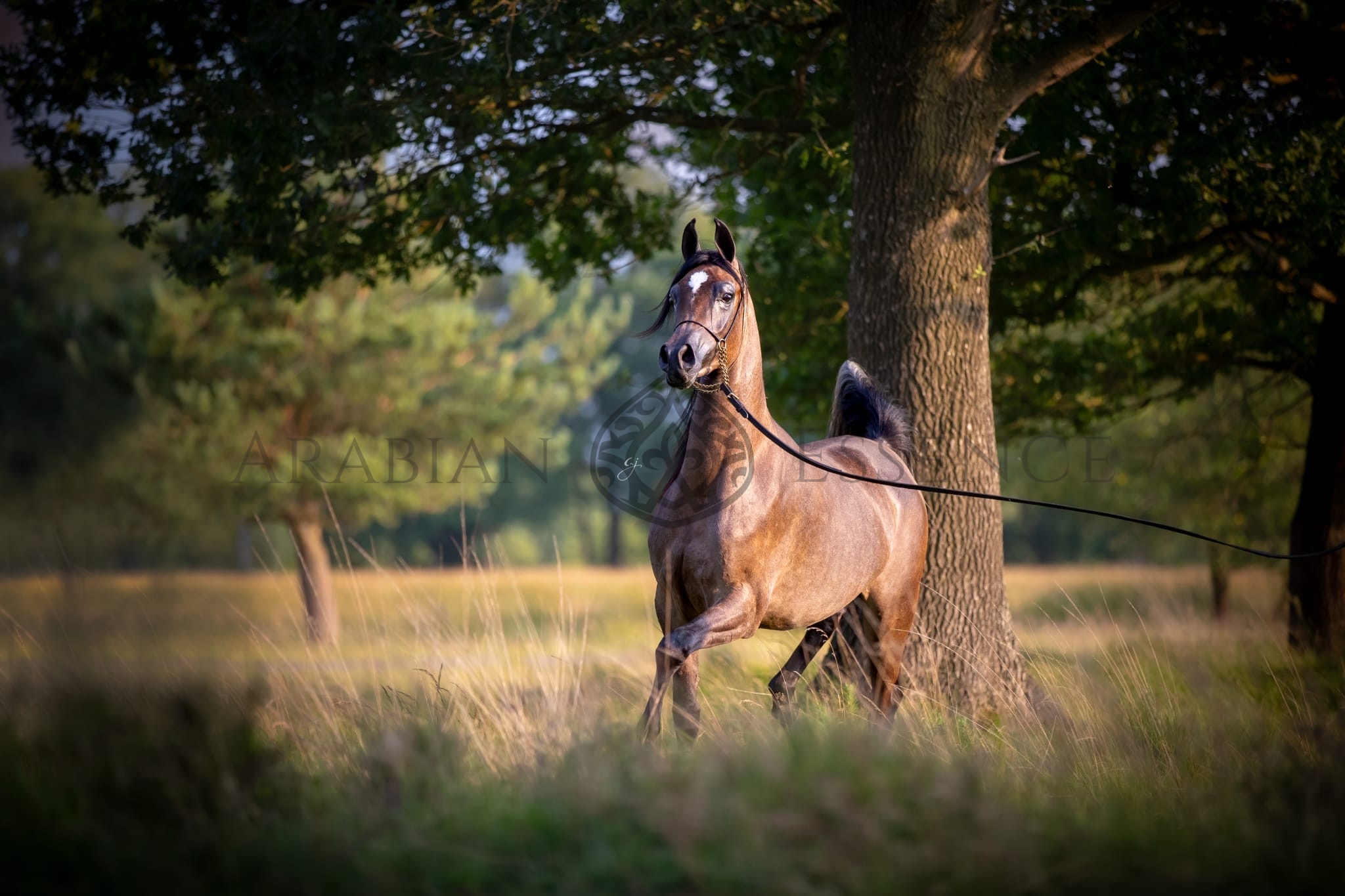 JAYDAN'S YASMINAH | GCAT Valkenswaard 2024 | Events | Arabian Essence TV