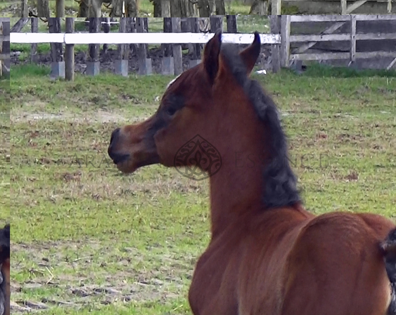 SH DELYA BINT RASHEEM | French Championships 2025 | Events | Arabian ...