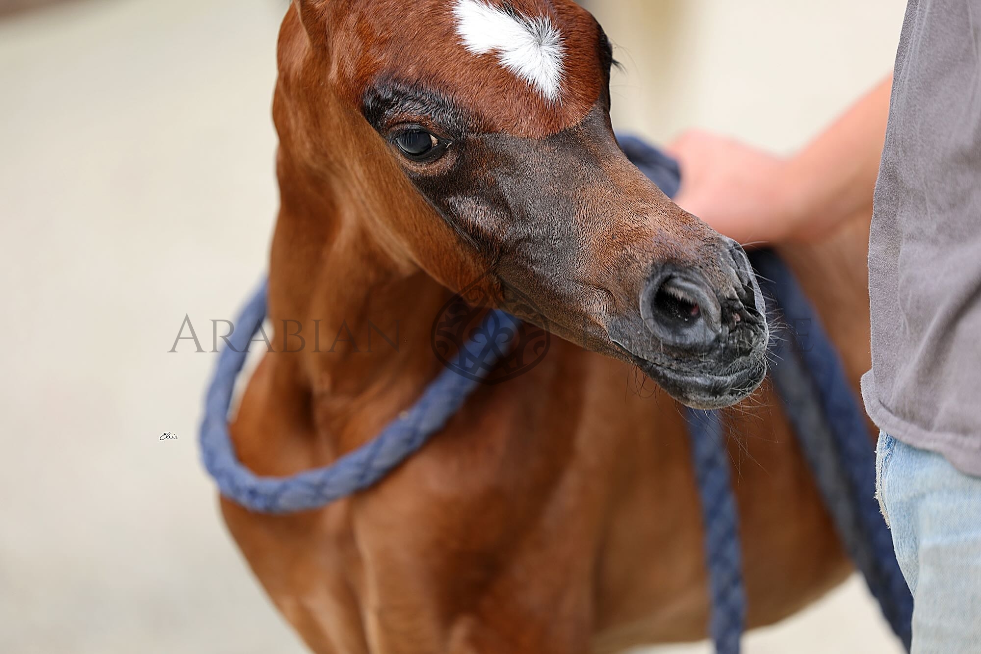XCELSYS LE SOLEIL | Arabian Essence TV