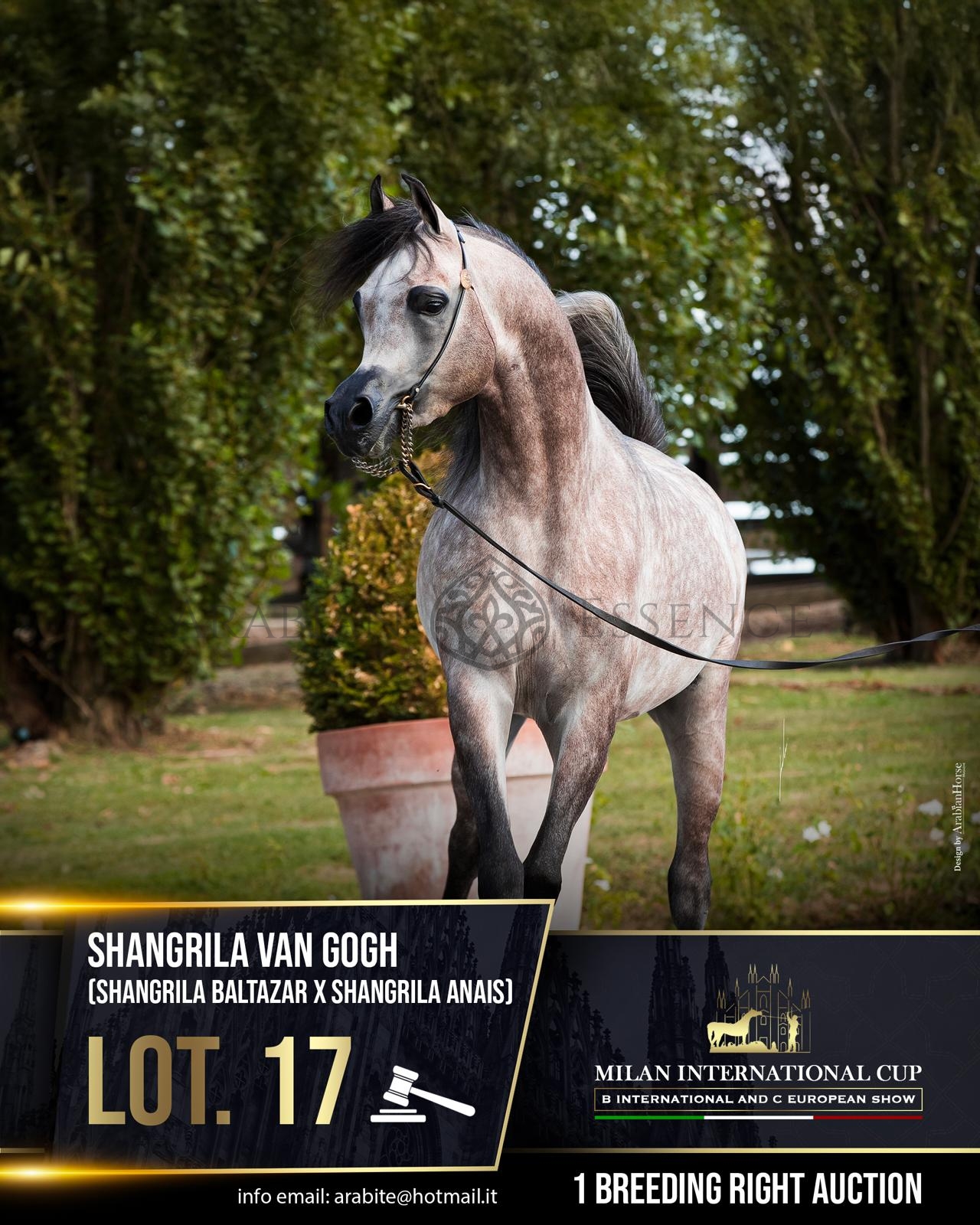 LOT 17 - SHANGRILA VAN GOGH BREEDING RIGHT | Arabian Essence TV