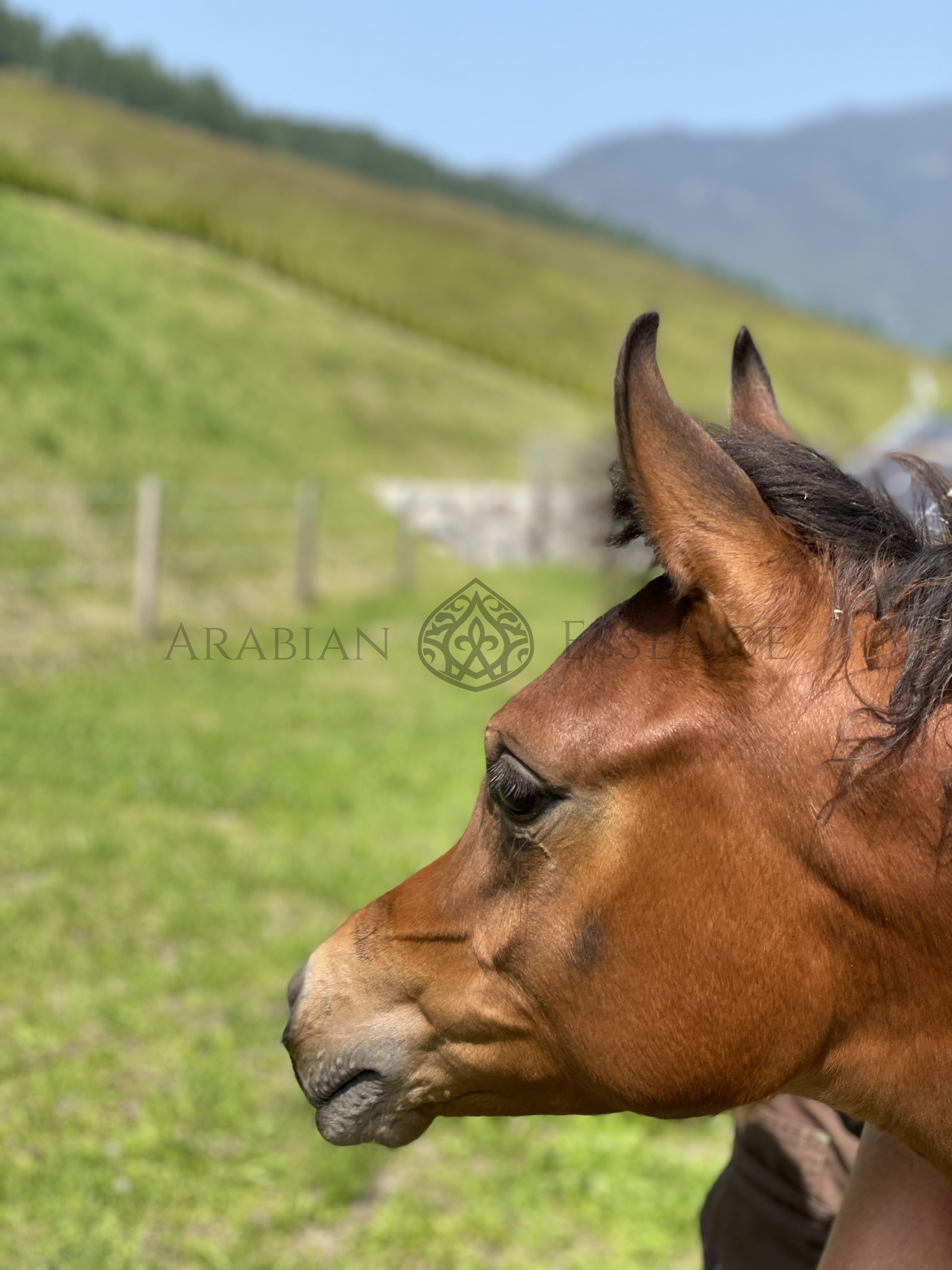 REYAN ROIELA | Arabian Essence TV