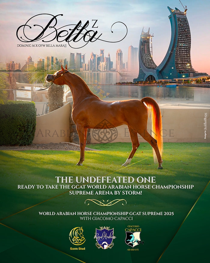 BELLA Z | World Arabian Horse Championship GCAT Supreme Contender ...