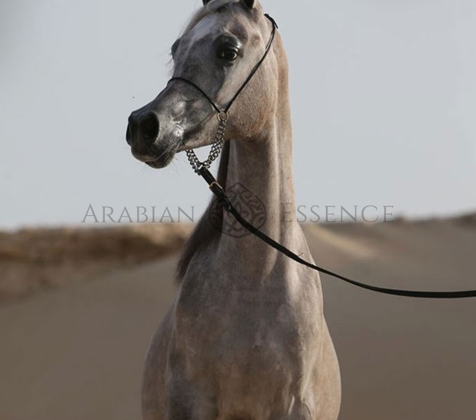 AL SHAQAB - Bariq Al Shaqab SEWC contender | Arabian Essence TV