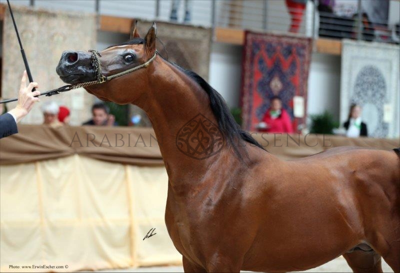 MARSHAN | Arabian Essence TV