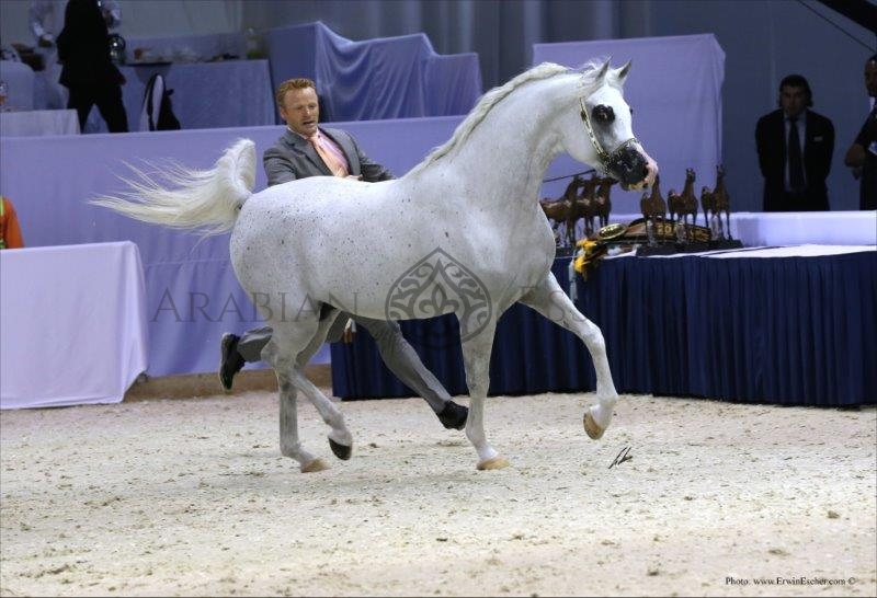 AL ARYAM BAREE | Abu Dhabi International Arabian Horse Championship ...