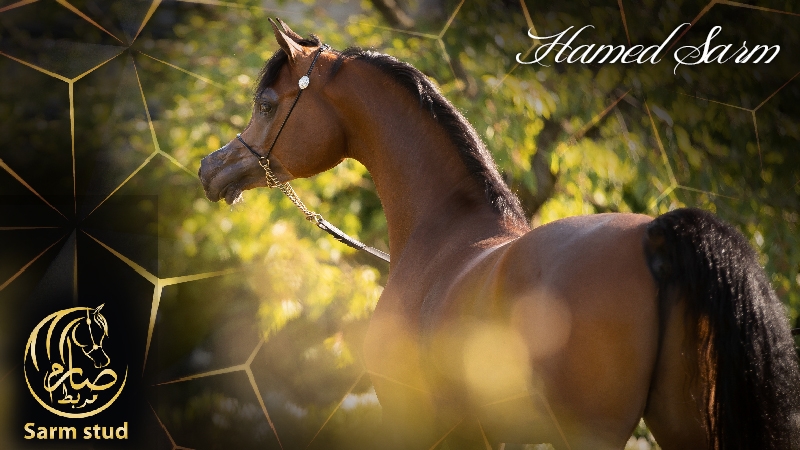 Home | Arabian Essence TV