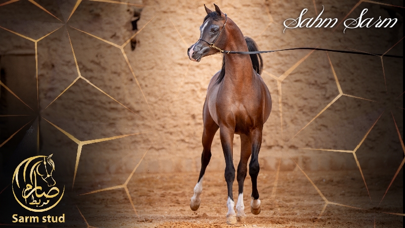 Home | Arabian Essence TV