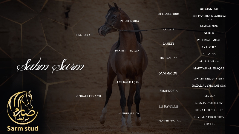 Home | Arabian Essence TV