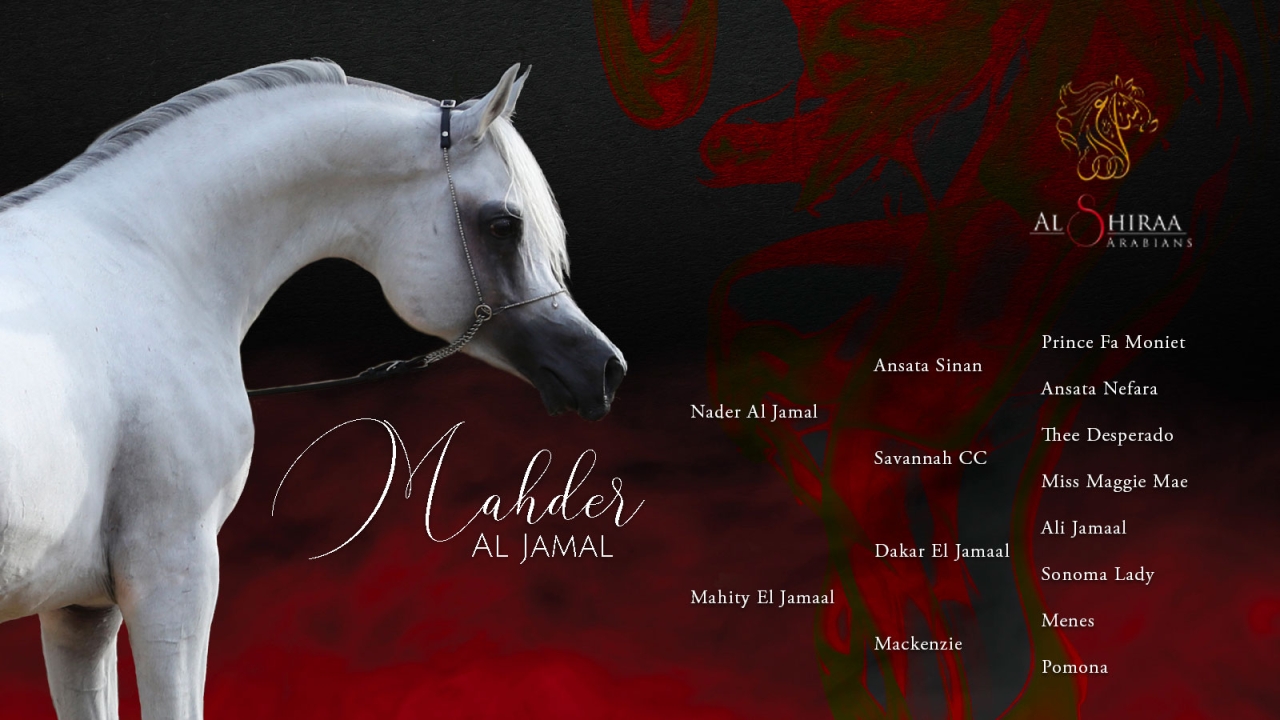 Home | Arabian Essence TV