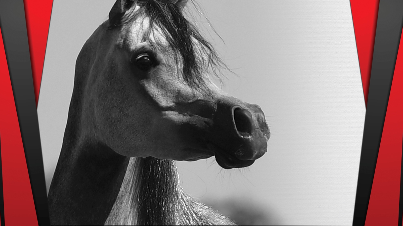 Home | Arabian Essence TV