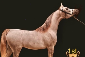 ANOOD | Arabian Essence TV