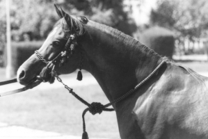 SHAKER EL MASRI | Arabian Essence TV