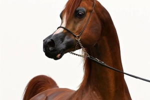 ENZO | Al Dhafrah Arabian Horse Championship 2025 | Events | Arabian ...
