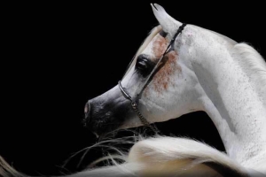 WH JUSTICE | Bergamo 2024 - International B Show - Arabitalia | Events ...