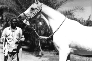 NAZEER | Arabian Essence TV