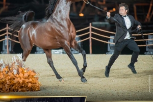 LOT 13 - EKS ALIHANDRO BREEDING RIGHT | Arabian Essence TV