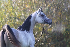 SMA MAGIC ONE | 15th Makkah International A.H. Championship 2024 ...